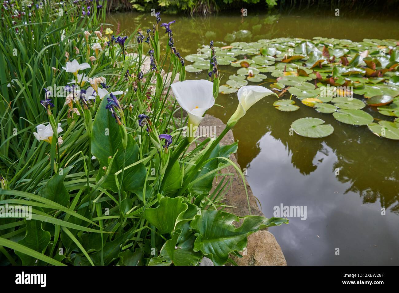 Burnby Hall Gardens and Water Lily Ponds, Pocklington, East Yorkshire, UK, Tranquil ponds ...