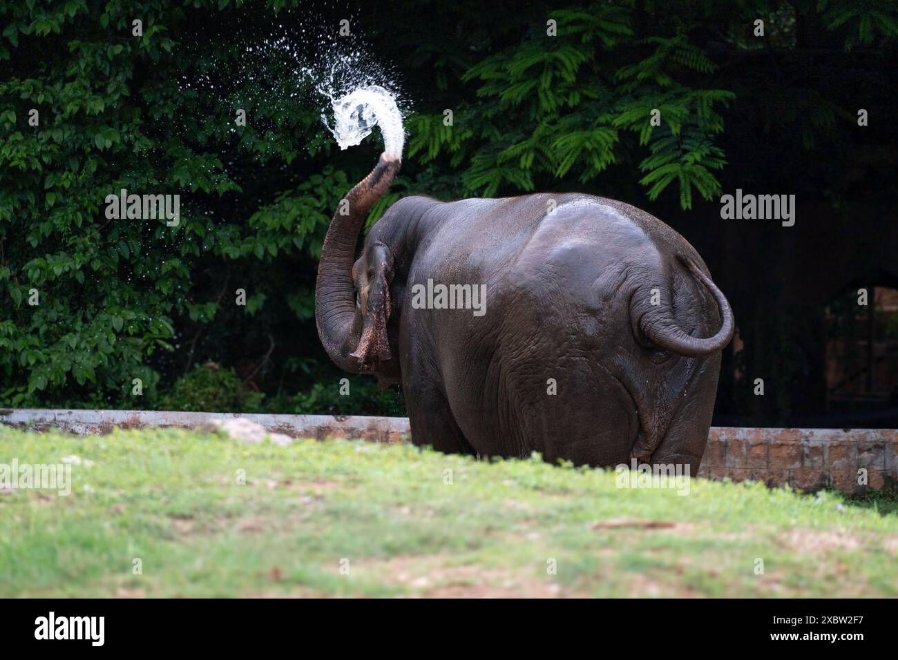 Elephant evening shower hi-res stock photography and images - Alamy