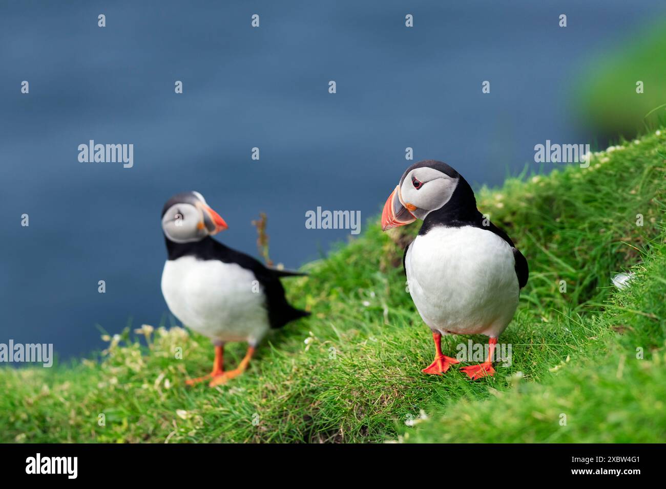Couple of puffins - most famous faroese birds on grassy coast of island ...