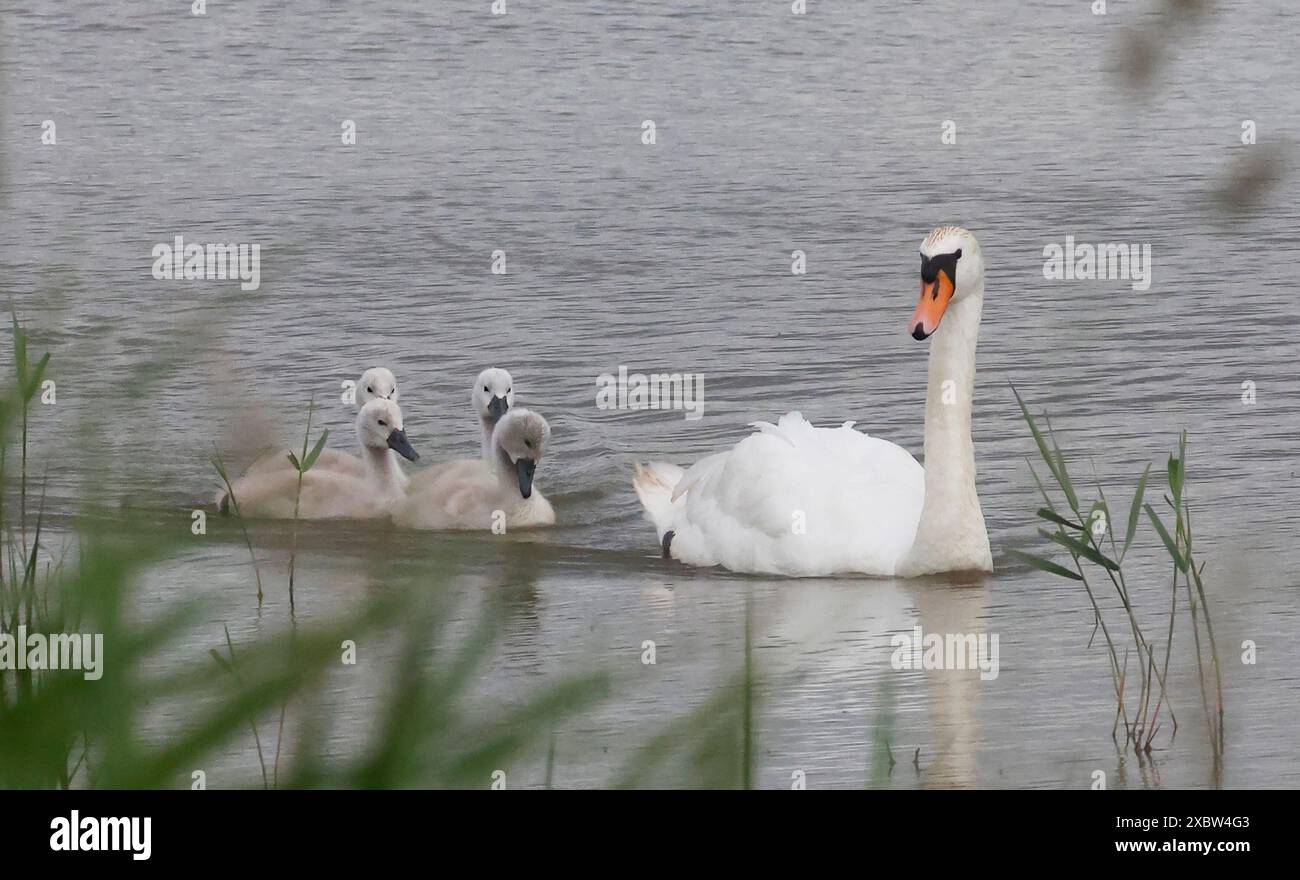 PURFLEET, United Kingdom, JUNE 11:Mute Swan with Cygnet in water at ...