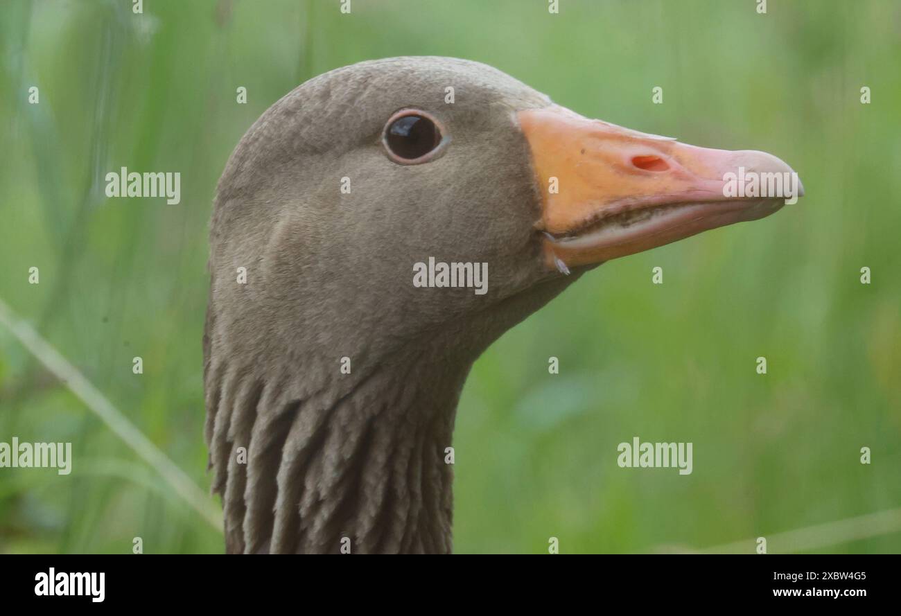 PURFLEET, United Kingdom, JUNE 11: Greyleg Goose at RSPB Rainham ...
