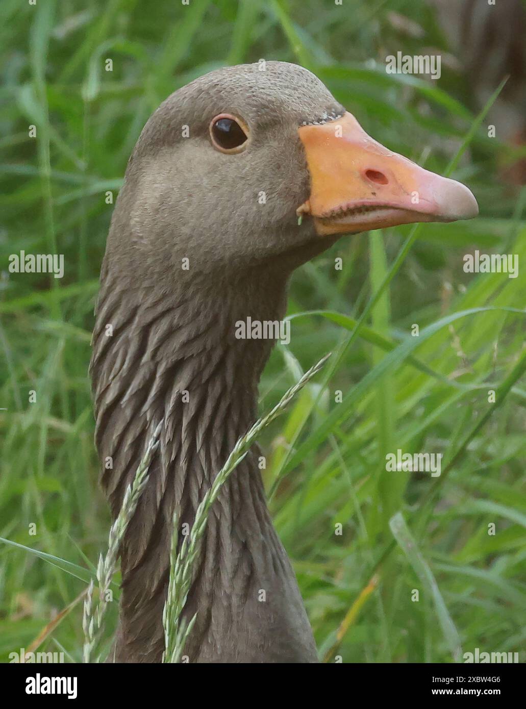 PURFLEET, United Kingdom, JUNE 11: Greyleg Goose at RSPB Rainham ...