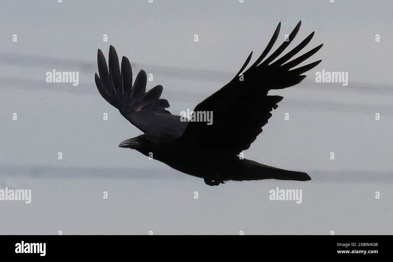 PURFLEET, United Kingdom, JUNE 11: Large Billed Crow in flight at RSPB ...