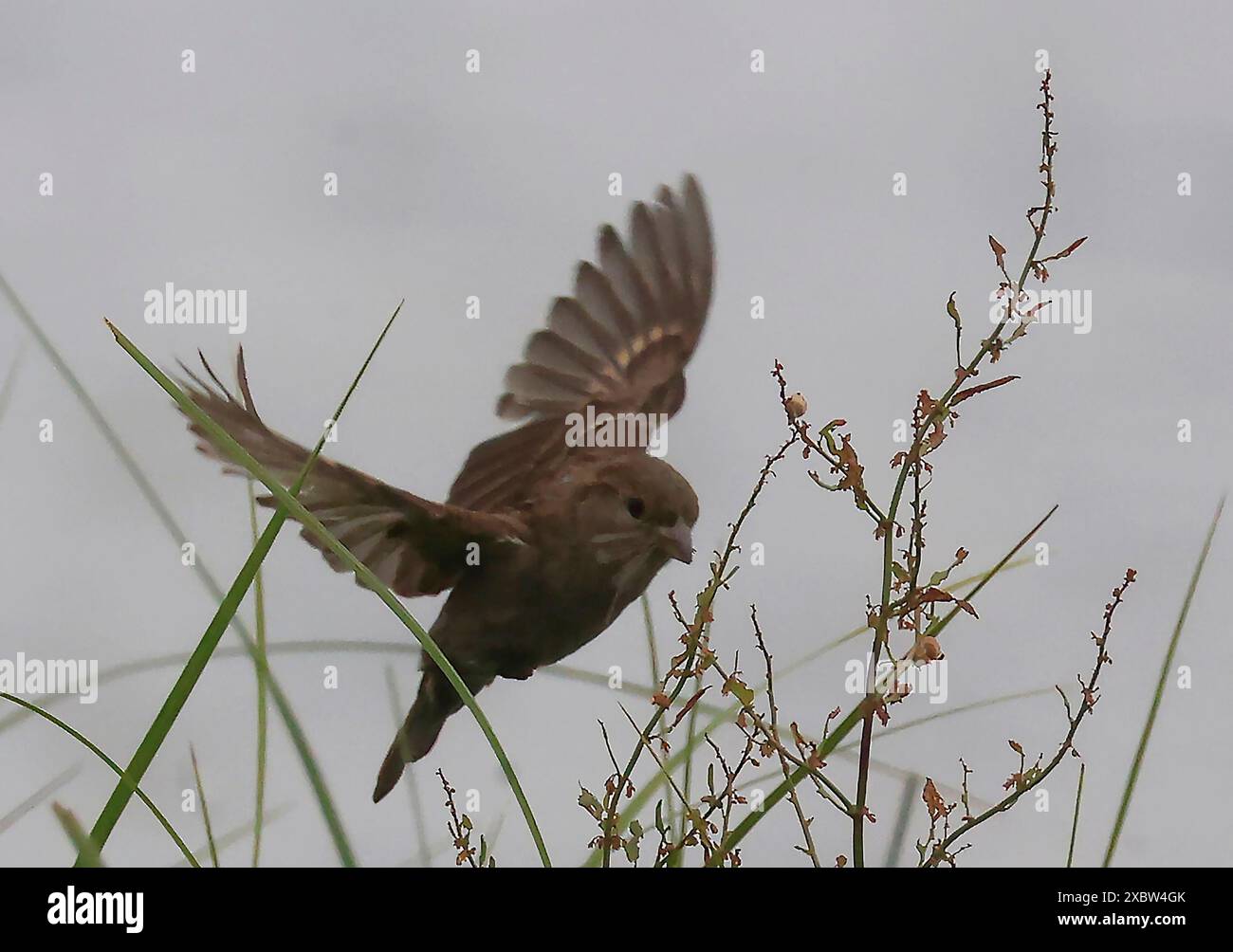 PURFLEET, United Kingdom, JUNE 11: House Sparrow in flight at RSPB ...