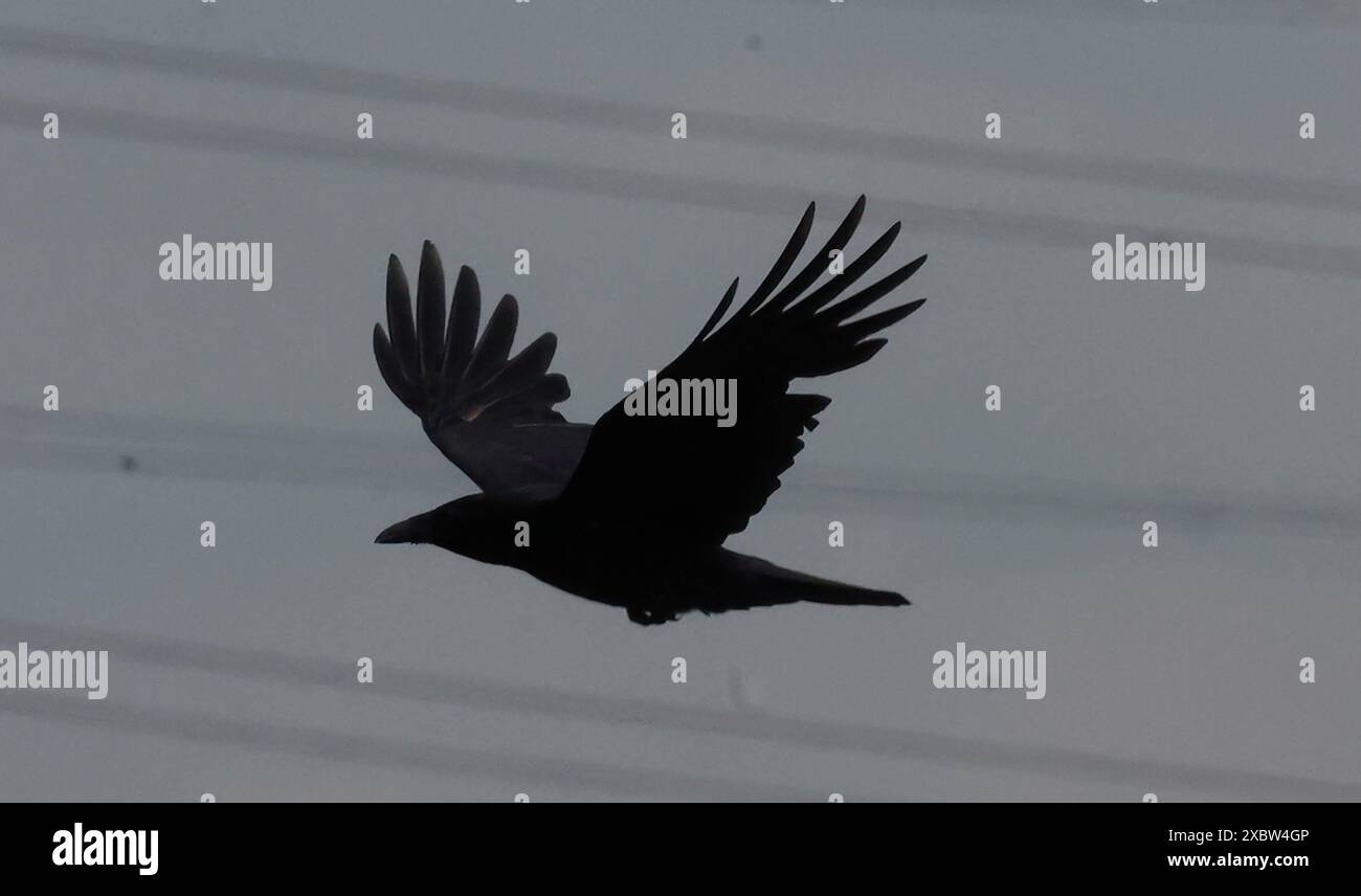 PURFLEET, United Kingdom, JUNE 11: Large Billed Crow in flight at RSPB ...