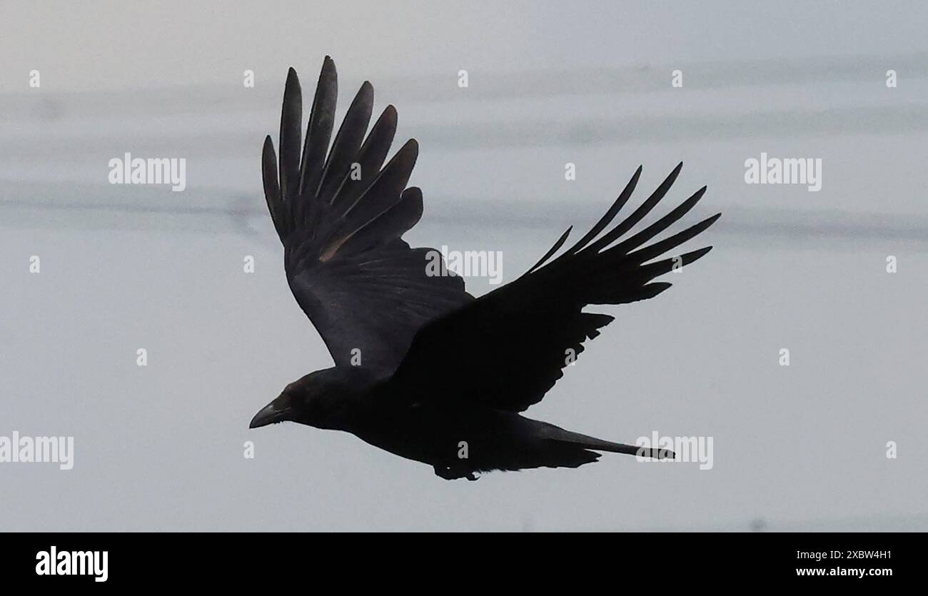PURFLEET, United Kingdom, JUNE 11: Large Billed Crow in flight at RSPB ...