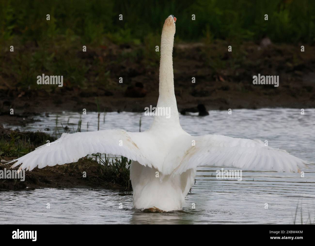 PURFLEET, United Kingdom, JUNE 11: Mute Swan in water vat RSPB Rainham ...