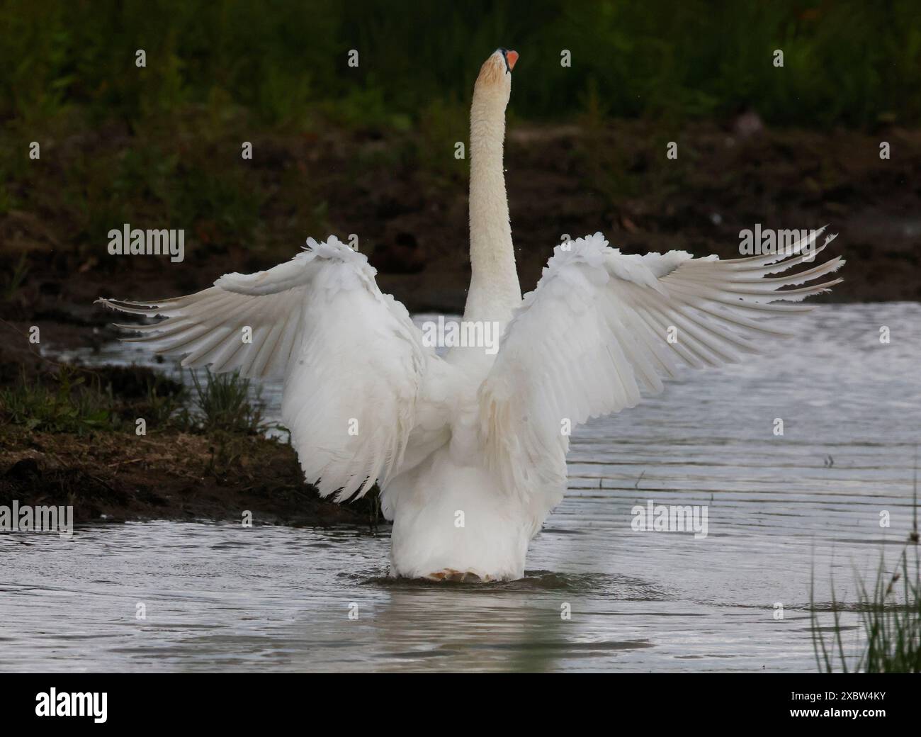 PURFLEET, United Kingdom, JUNE 11: Mute Swan in water vat RSPB Rainham ...
