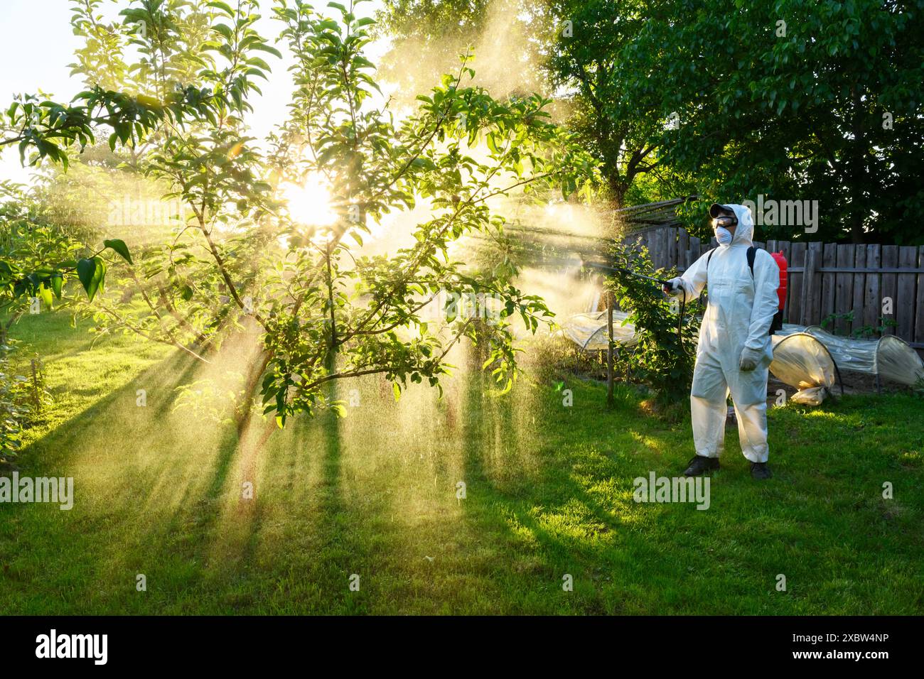 A man wearing safety wearing sprays fruit trees with chemicals against ...