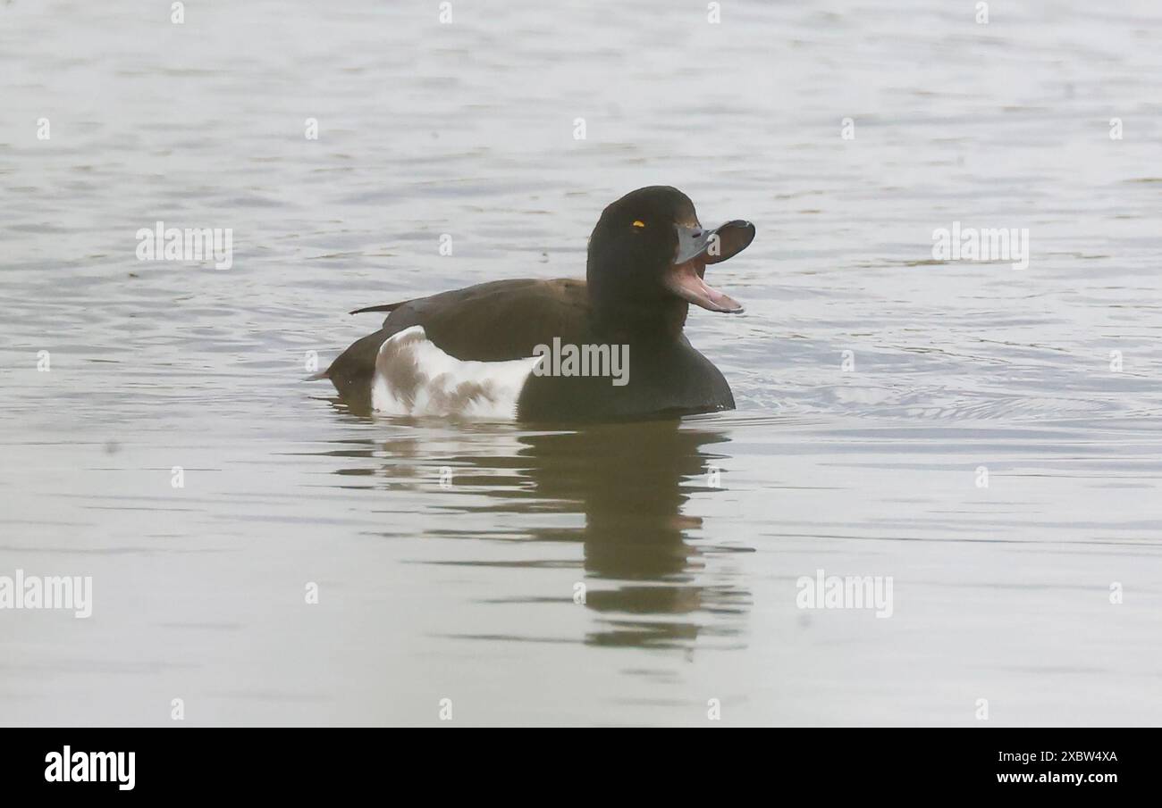 PURFLEET, United Kingdom, JUNE 11:Tuffed Duck in water at RSPB Rainham ...