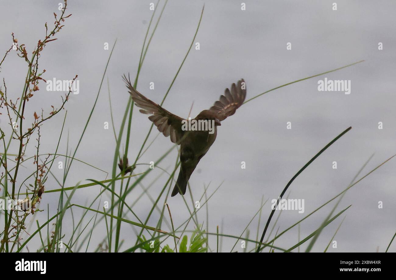 PURFLEET, United Kingdom, JUNE 11: House Sparrow in flight at RSPB ...
