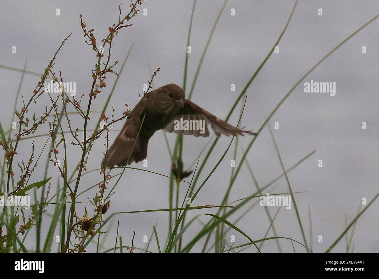 PURFLEET, United Kingdom, JUNE 11: House Sparrow in flight at RSPB ...
