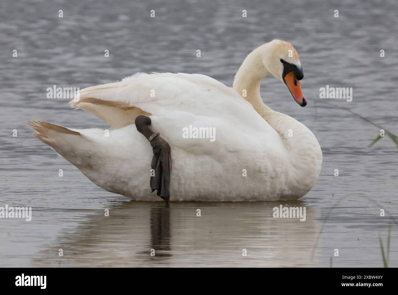 PURFLEET, United Kingdom, JUNE 11:Mute Swan in water at RSPB Rainham ...