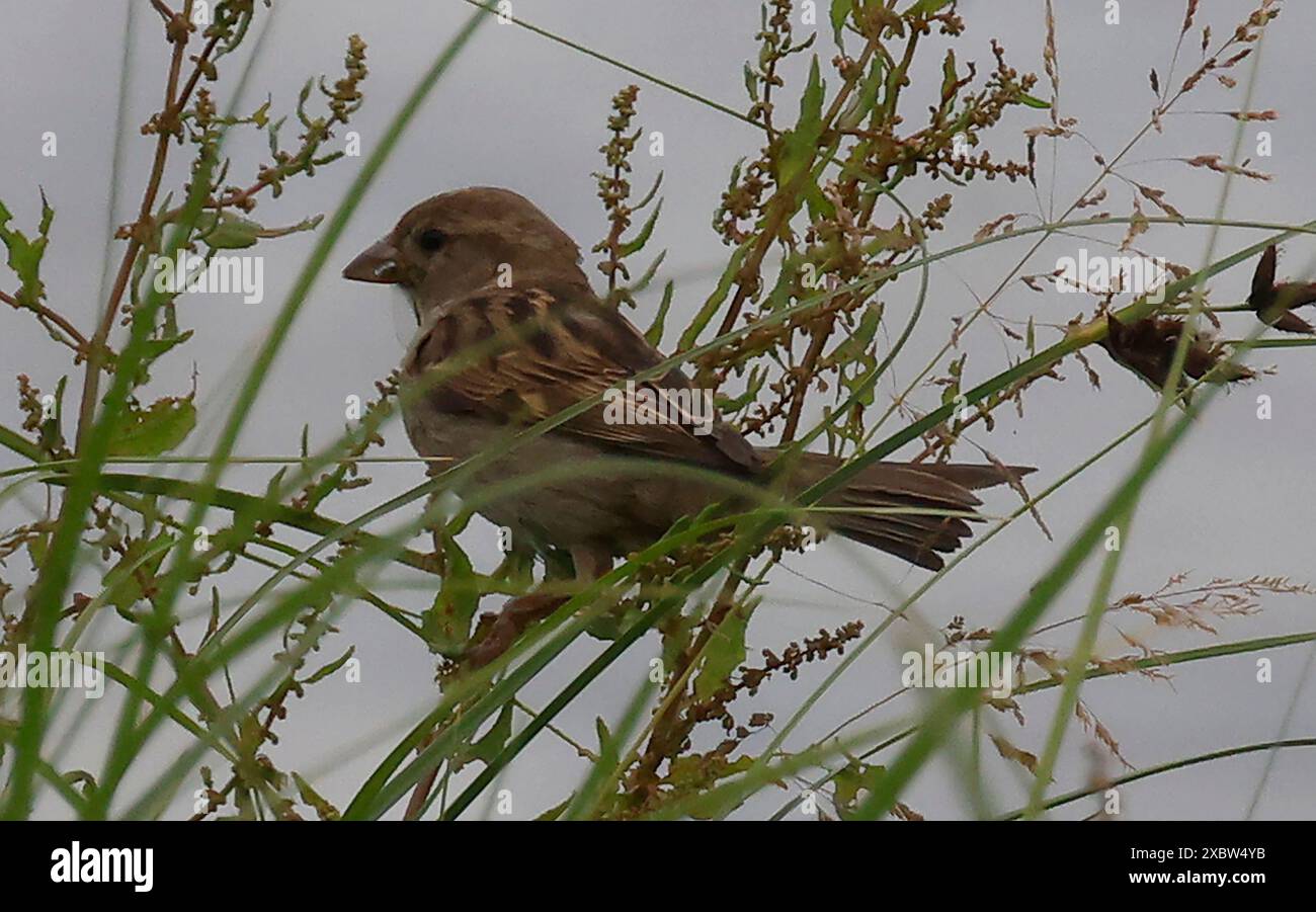 PURFLEET, United Kingdom, JUNE 11: House Sparrow in flight at RSPB ...