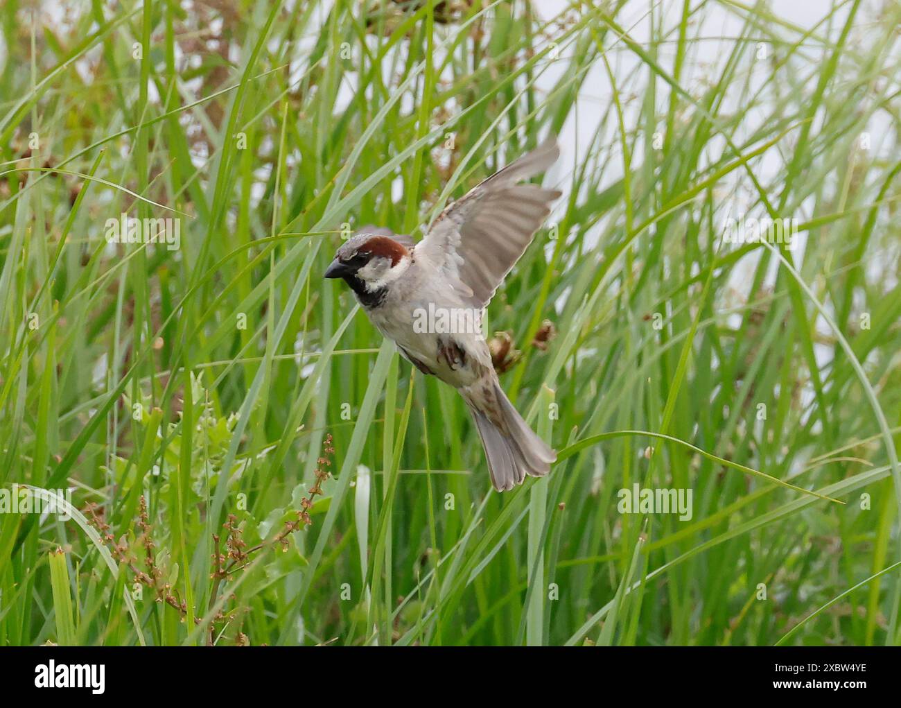 PURFLEET, United Kingdom, JUNE 11: House Sparrow in flight at RSPB ...
