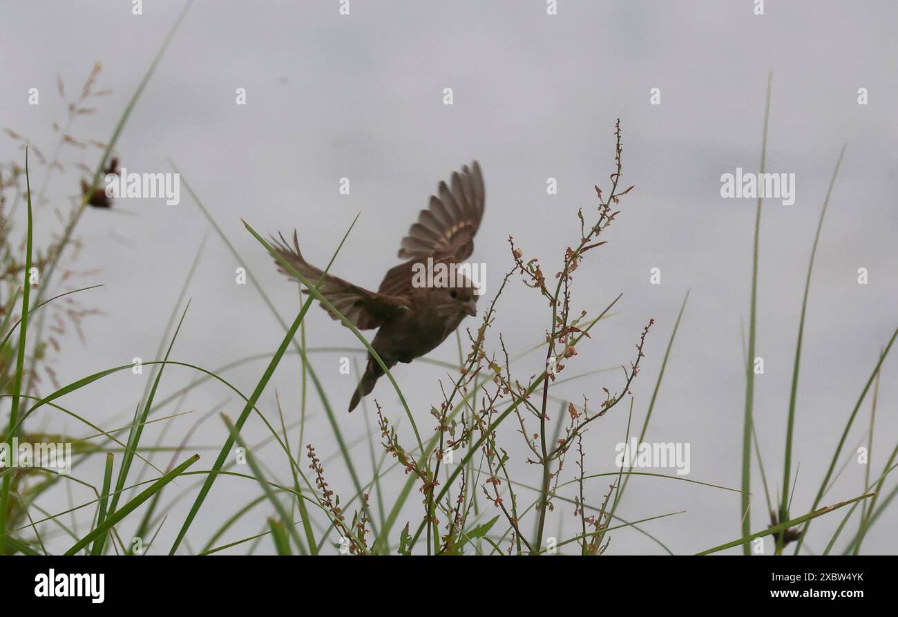 PURFLEET, United Kingdom, JUNE 11: House Sparrow in flight at RSPB ...