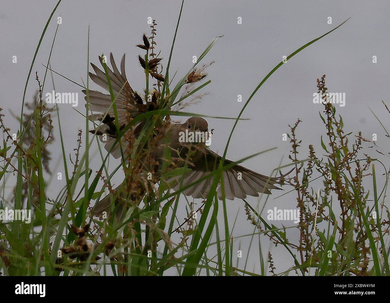 PURFLEET, United Kingdom, JUNE 11: House Sparrow in flight at RSPB ...