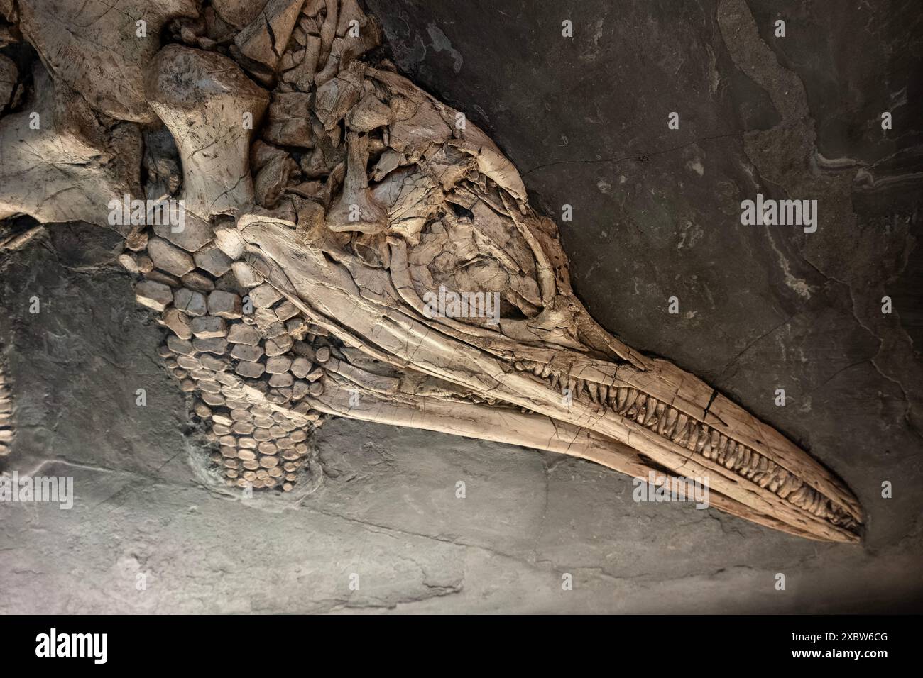 Ichthysaurus hi-res stock photography and images - Alamy