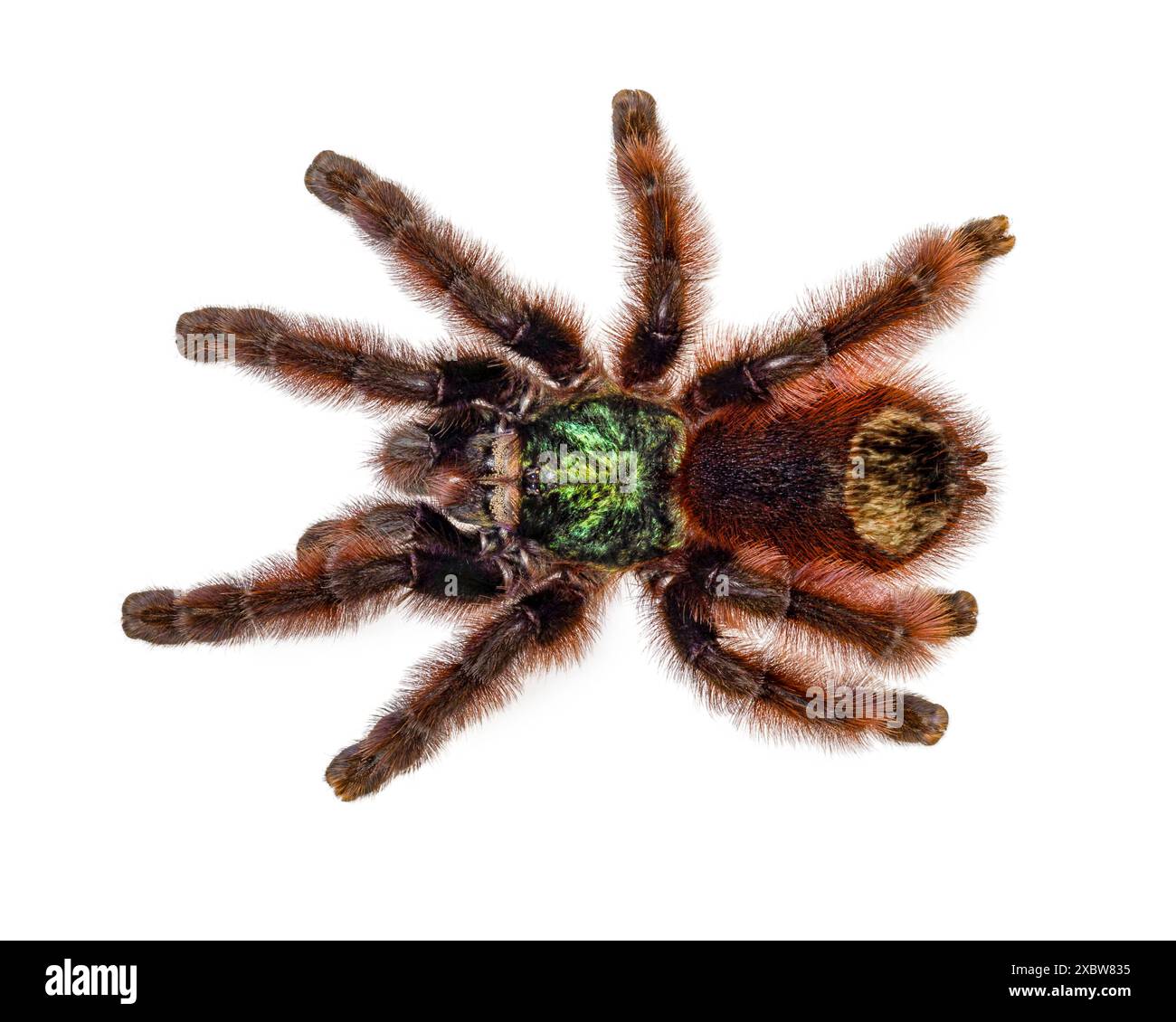 Colorful Caribena Versicolor aka Antilles pinktoe tarantula. Top view ...