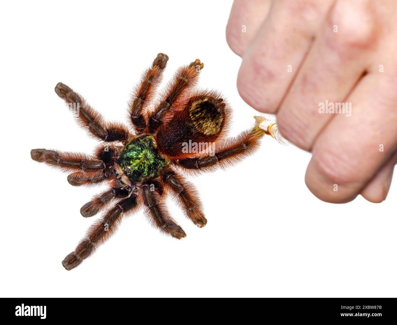 Colorful Caribena Versicolor aka Antilles pinktoe tarantula. Top view ...