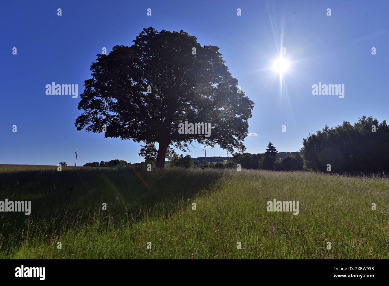 Krasna, Czech Republic. 12th June, 2024. More than a hundred-year-old ...
