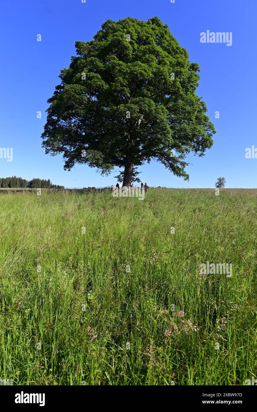Krasna, Czech Republic. 12th June, 2024. More than a hundred-year-old ...