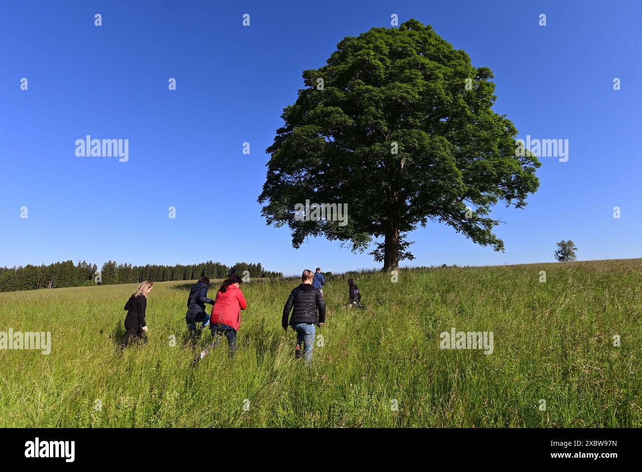 Krasna, Czech Republic. 12th June, 2024. More than a hundred-year-old ...