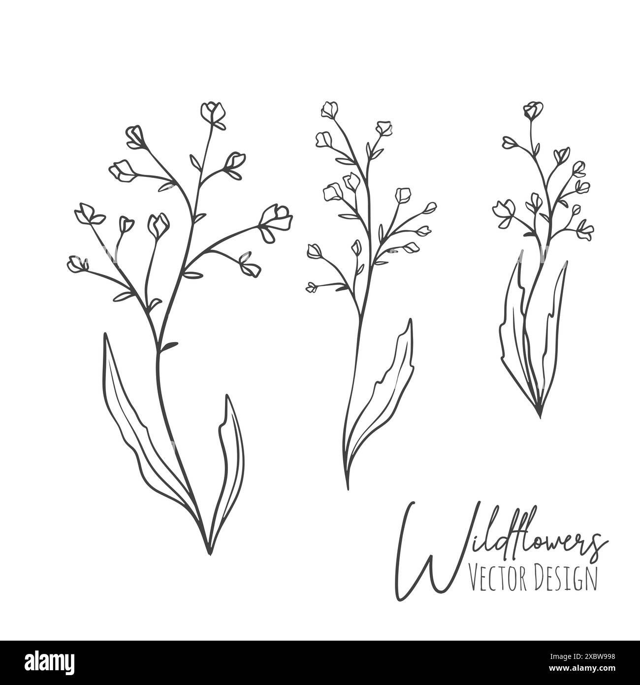 Set of line art wildflowers and grass illustration. Handdrawn botanical ...