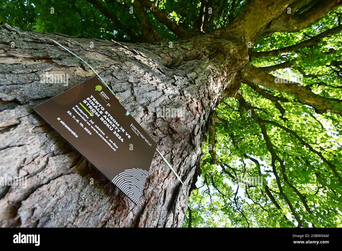 Krasna, Czech Republic. 12th June, 2024. More than a hundred-year-old ...