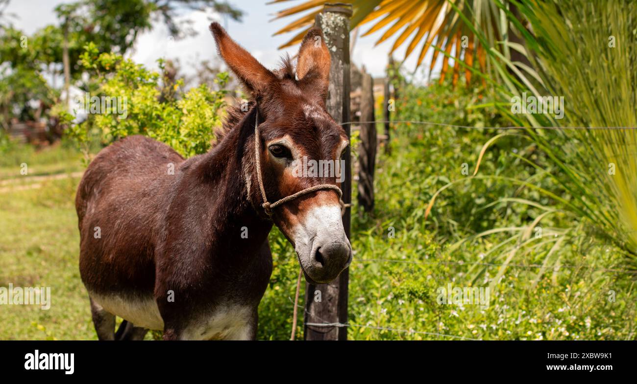 outdoor domestic donkey walking on a farm with lots of green plants ...