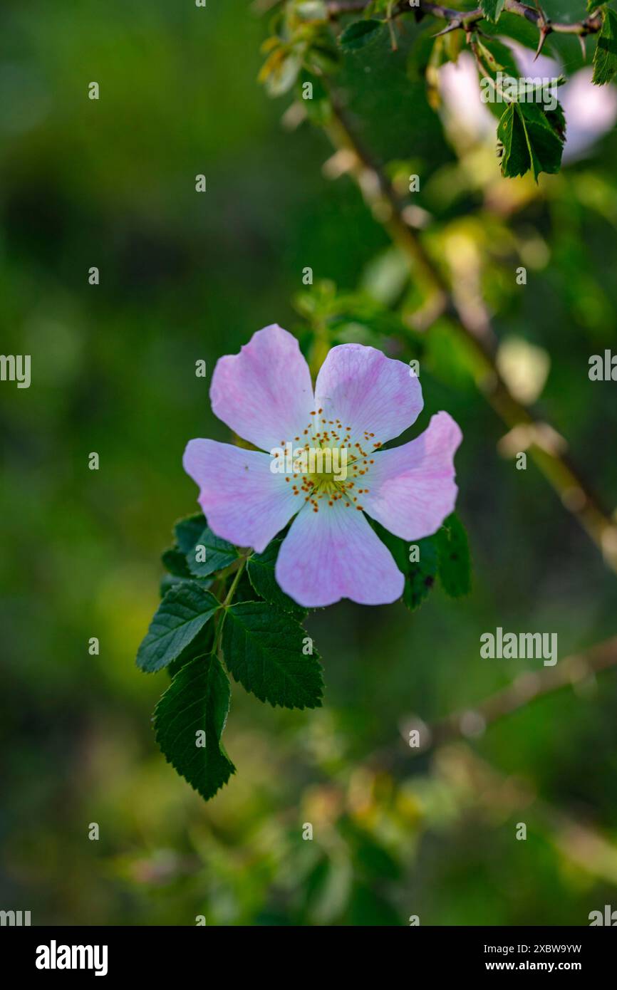 Gorgeous single pink dog-rose on spindly stem in lovely soft sunlight ...
