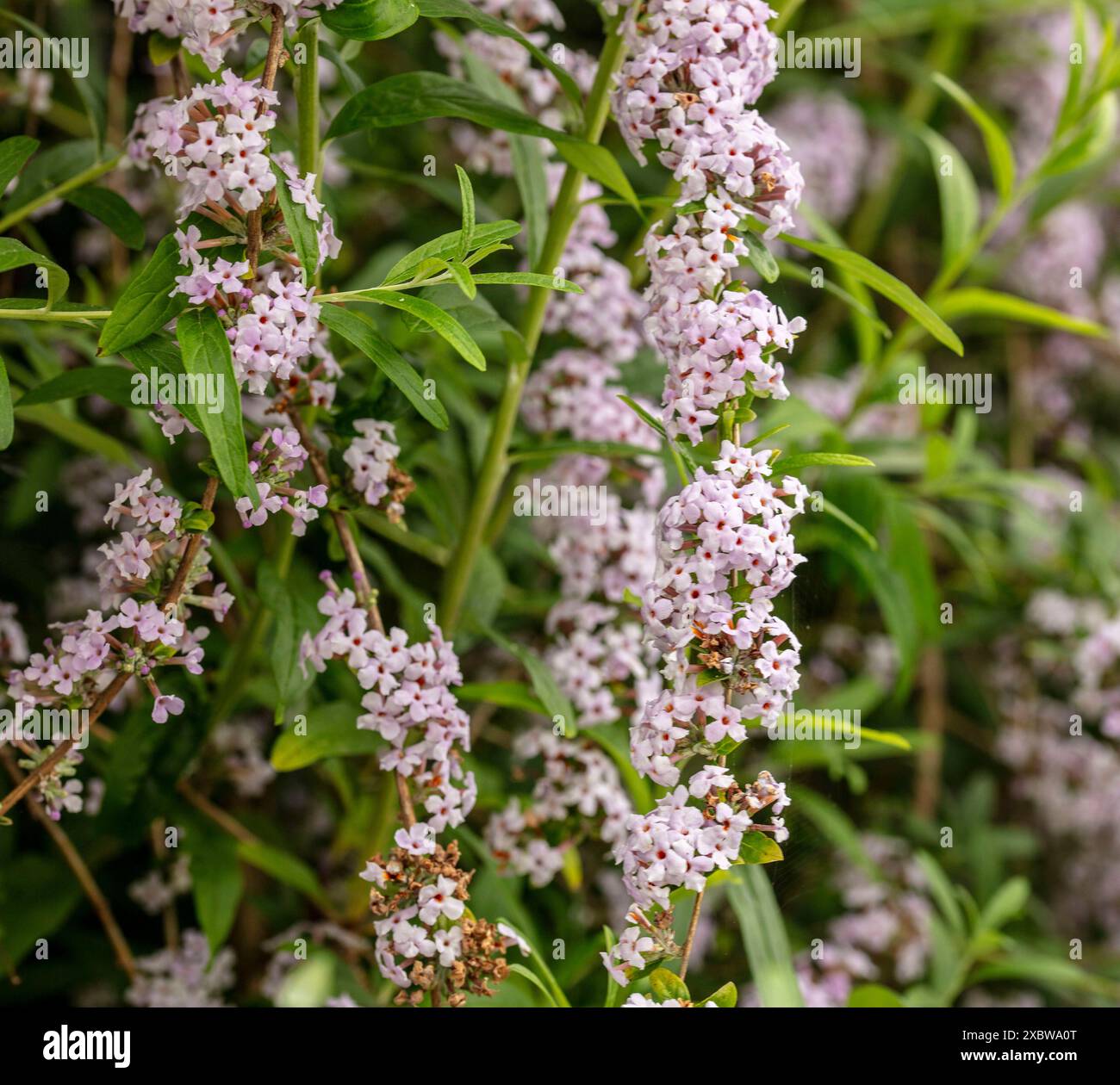 prolifically flowering and extremely pleasantly scented weeping ...