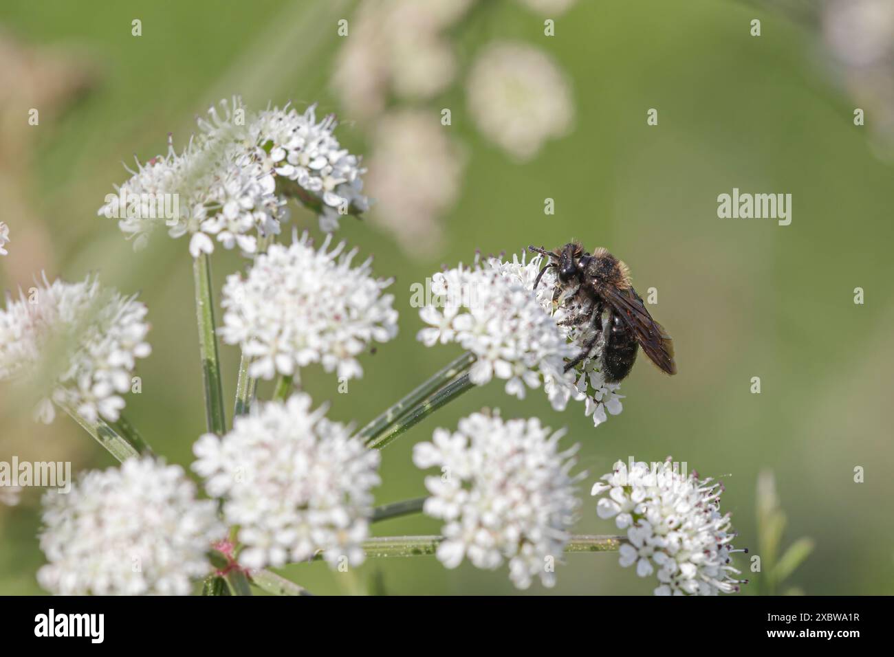 Black bee collecting pollen and nectar on white flowers from a northern ...
