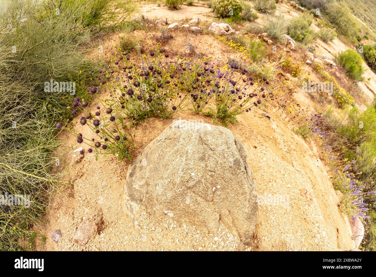 Intimate Sonoran wildflower landscape along highway 77 (Globe to Tucson ...