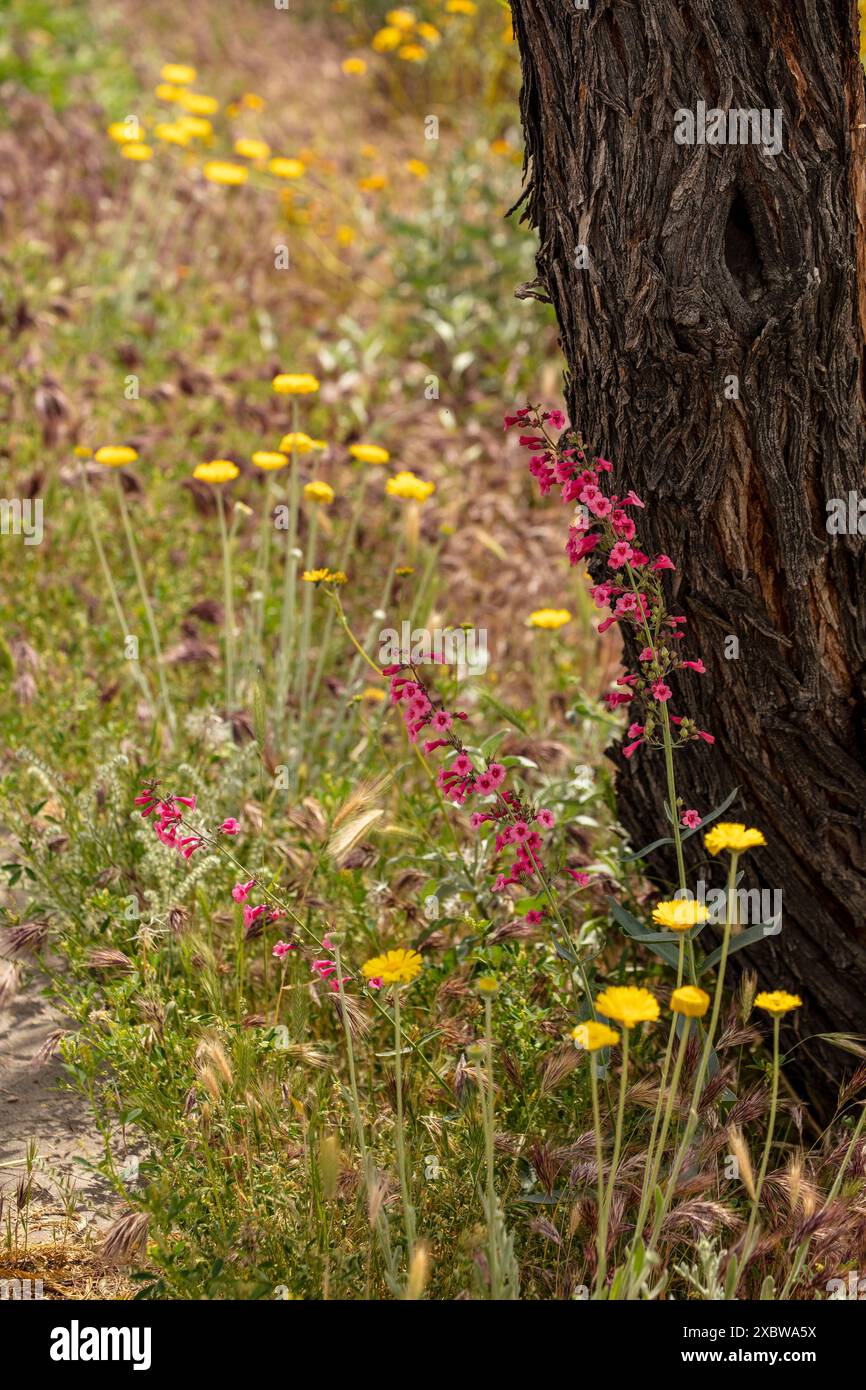 Intimate Sonoran wildflower landscape along highway 77 (Globe to Tucson ...