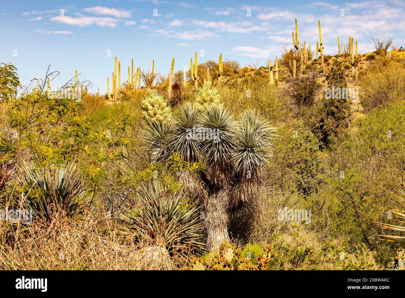 Eye- wateringly beautiful Sonoran desert scenery under spring arizona ...