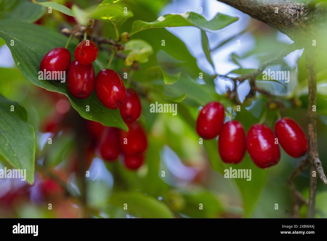 dogwood berry on a tree close-up,healthy berries and fruits concept ...