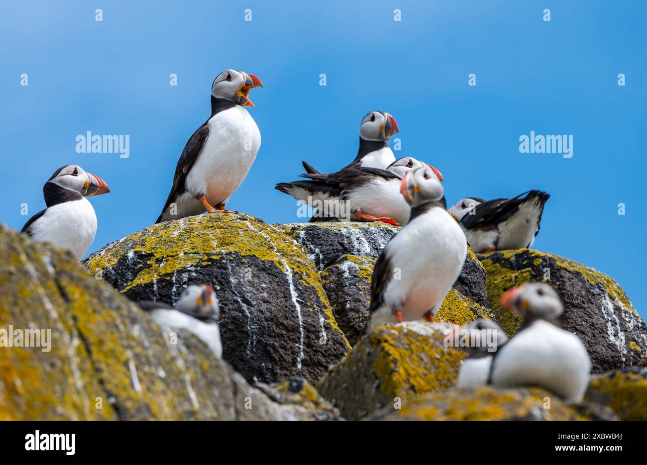 Isle of May, Scotland, UK, 13th June 2024. Puffin count data announced ...