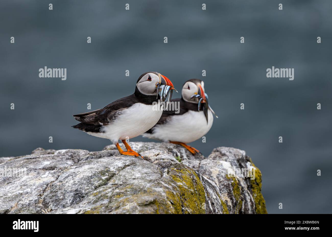 Isle of May, Scotland, UK, 13th June 2024. Puffin count data announced ...