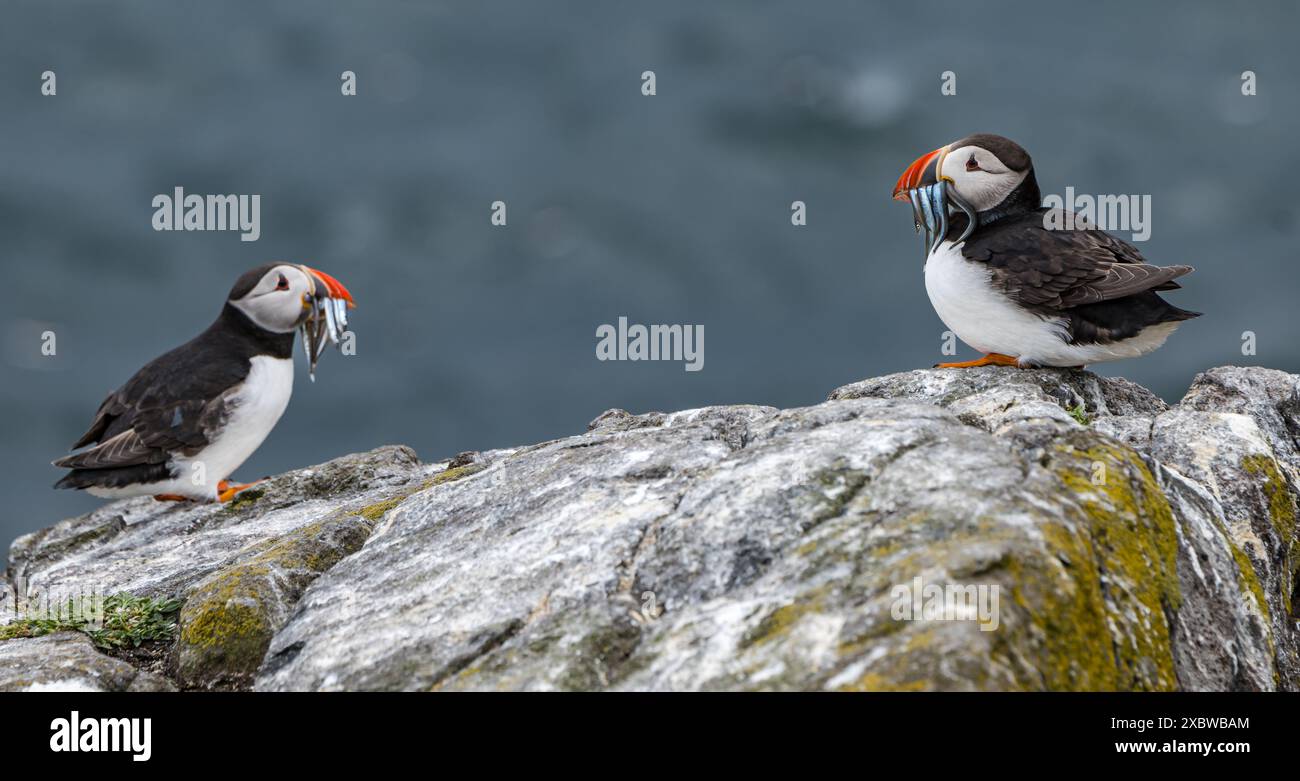 Isle of May, Scotland, UK, 13th June 2024. Puffin count data announced ...