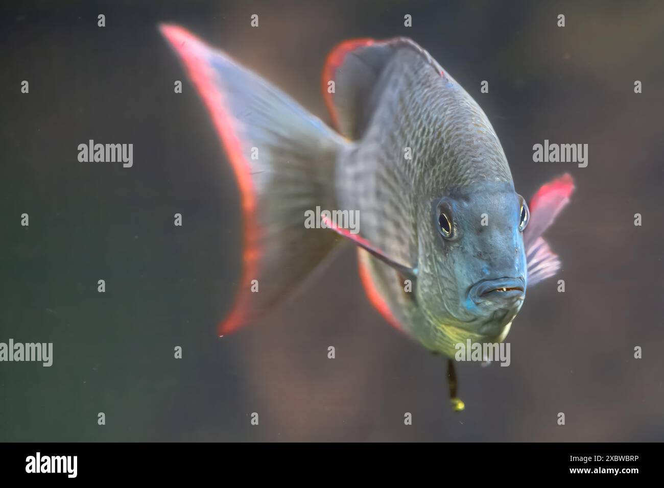 Pinstripe Damba Cichlid (Paretroplus menarambo Stock Photo - Alamy