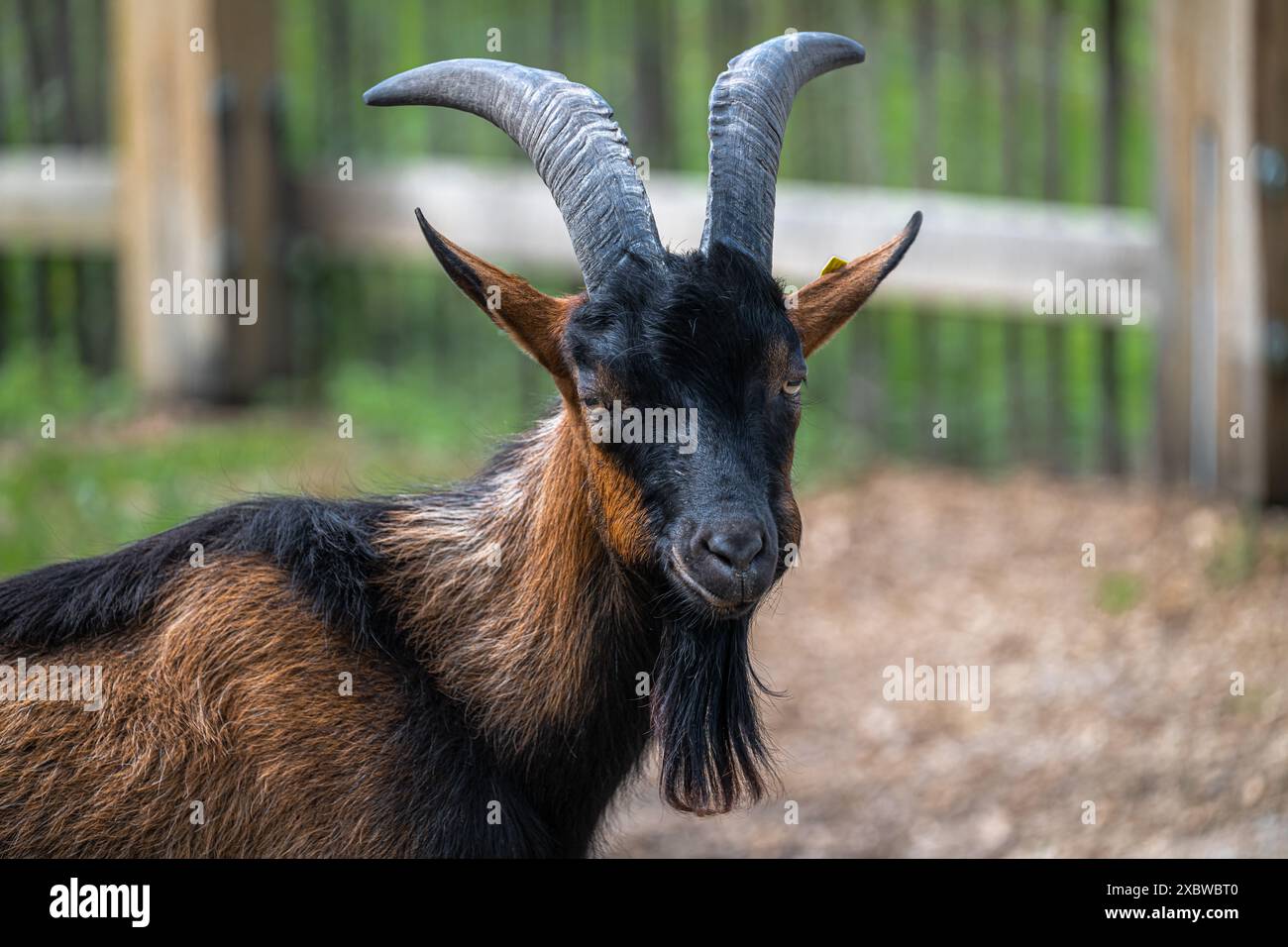 Domestic Goat Breed (Capra hircus) 'Bunte Deutsche Edelziege' Stock ...