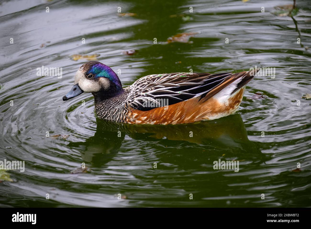 Spatula versicolor hi-res stock photography and images - Alamy