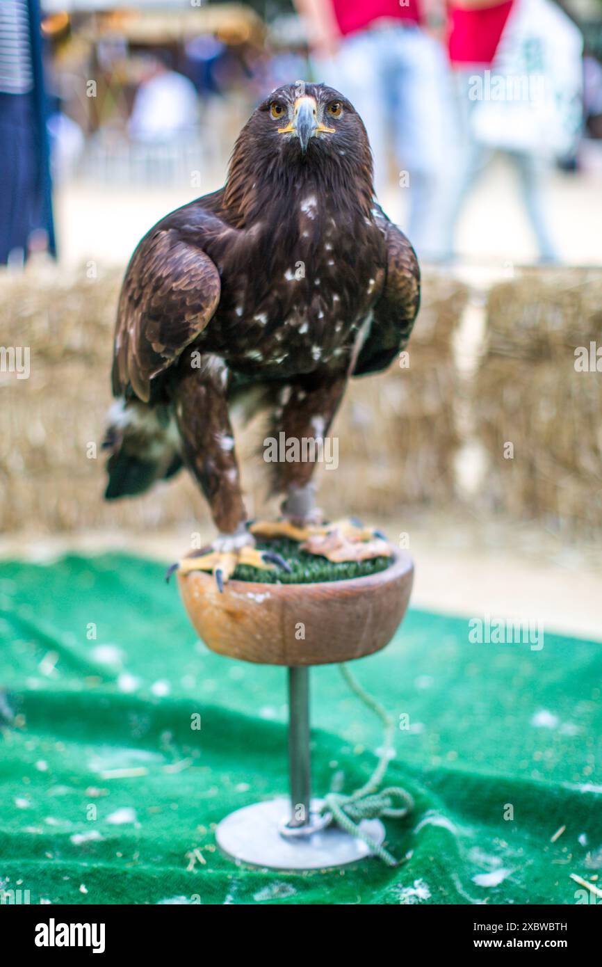 A majestic golden eagle perched on a stand at an outdoor event with ...