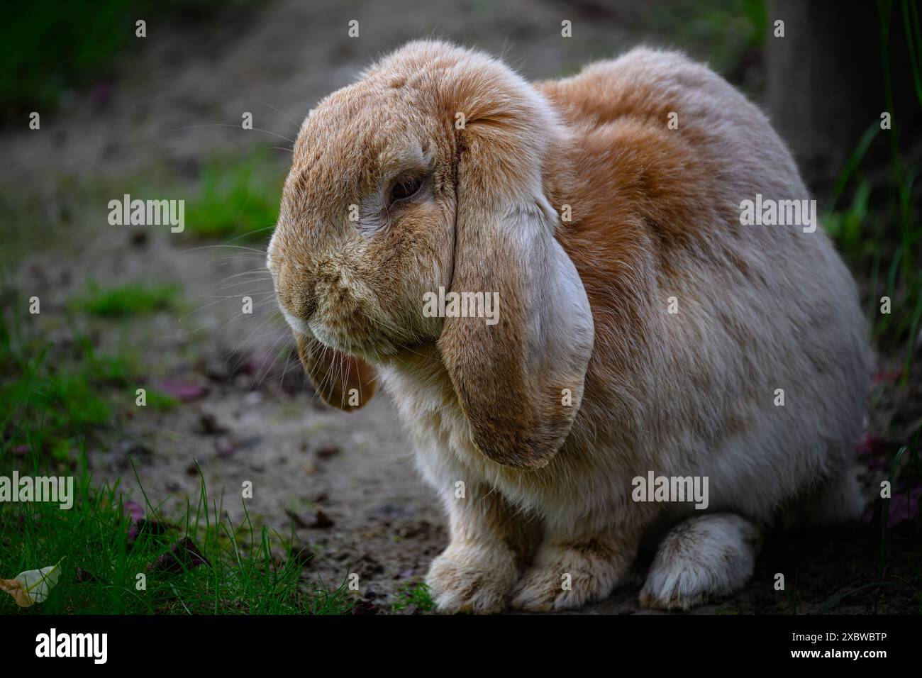 German Domestic Rabbit Breed (Oryctolagus cuniculus subsp. domesticus ...
