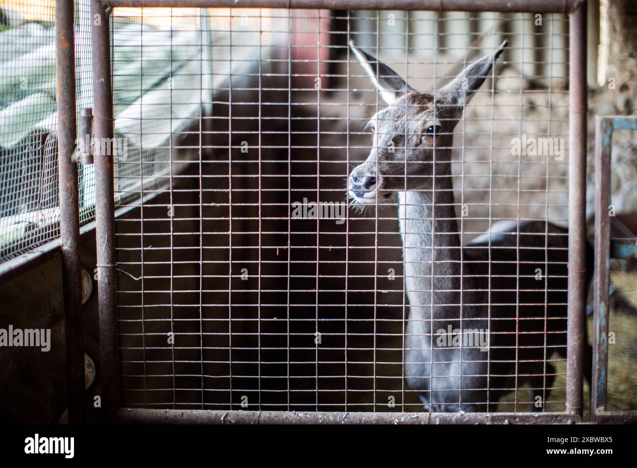 A deer standing inside an enclosure in Sierra Morena, Andalucía, Spain ...
