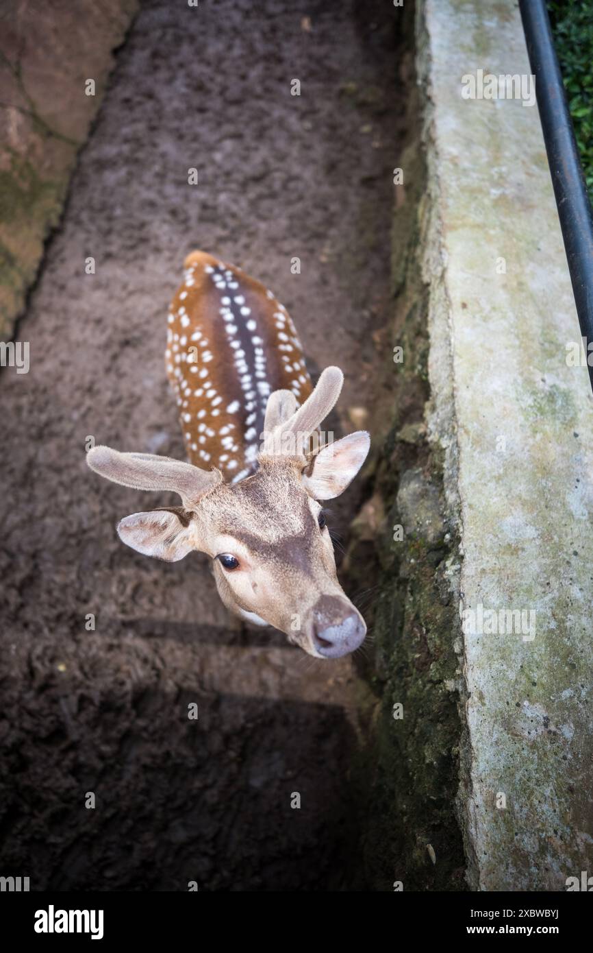 The little baby deer hi-res stock photography and images - Alamy