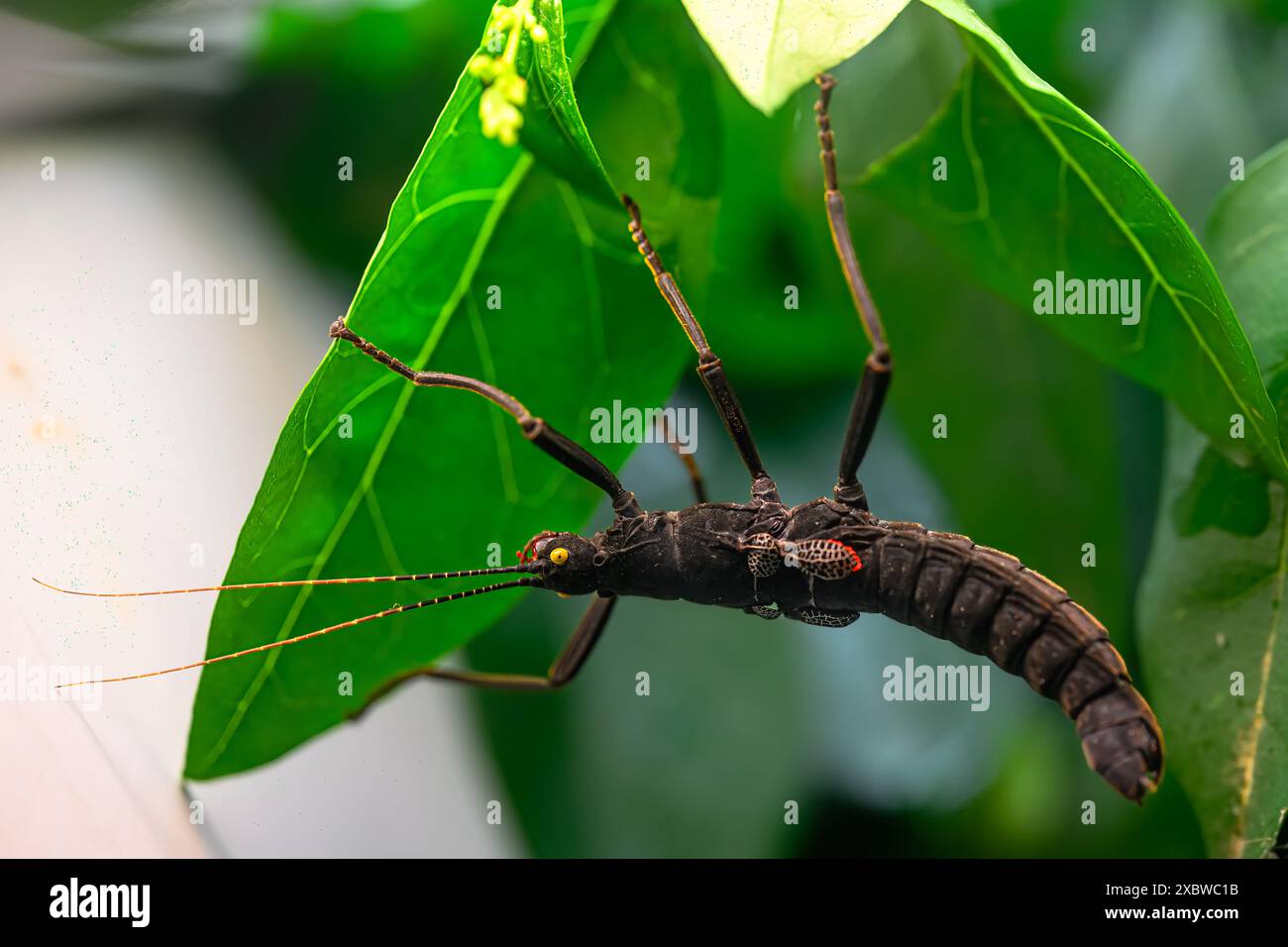 Black Beauty Stick Insect (Peruphasma schultei Stock Photo - Alamy