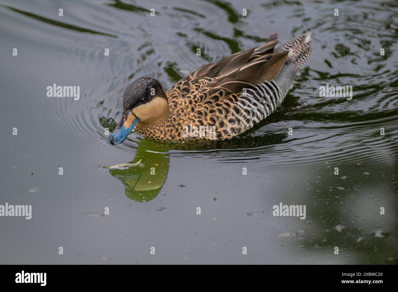 Silver teal duck hi-res stock photography and images - Alamy