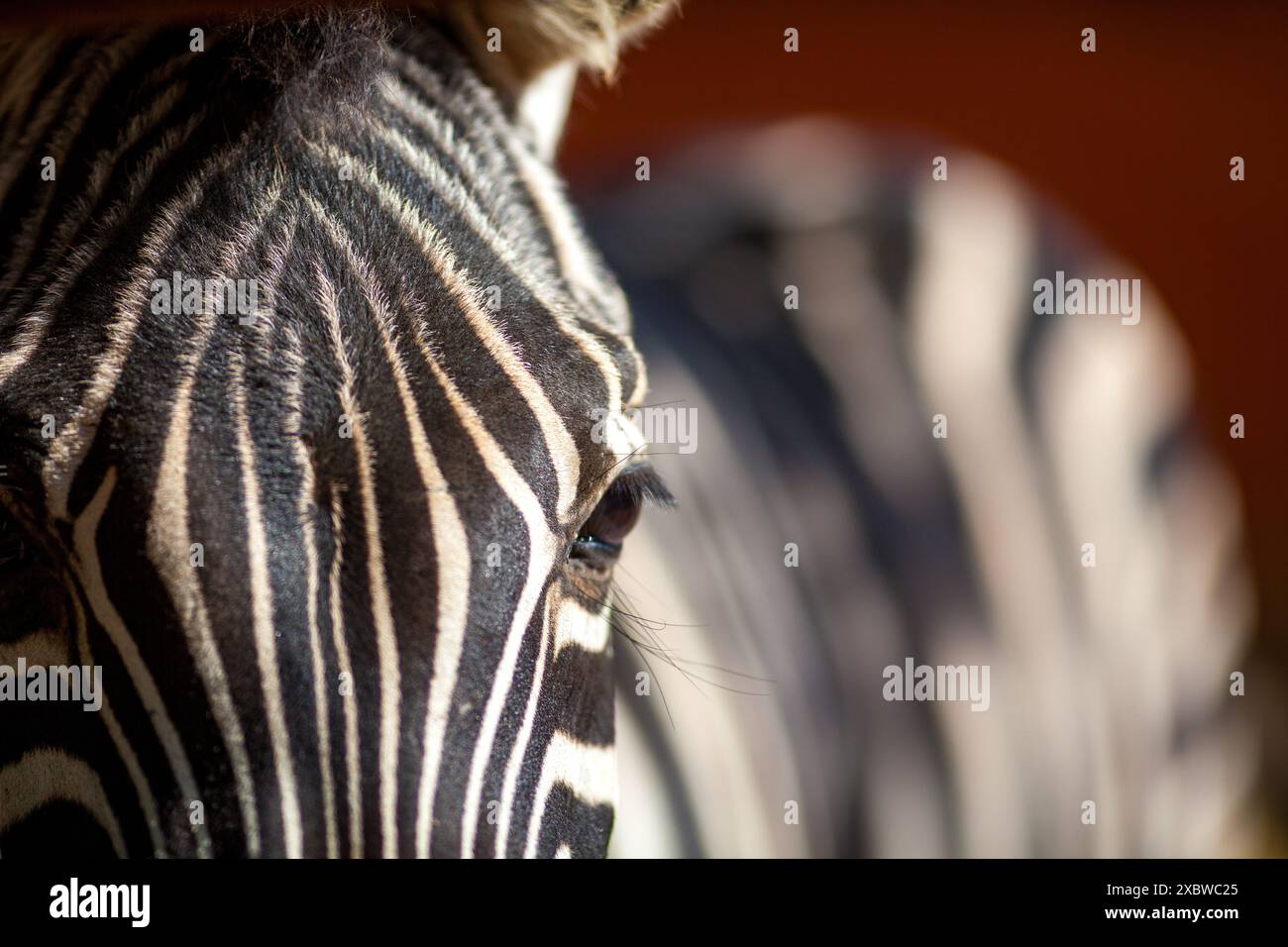 Zoologico de cordoba hi-res stock photography and images - Alamy